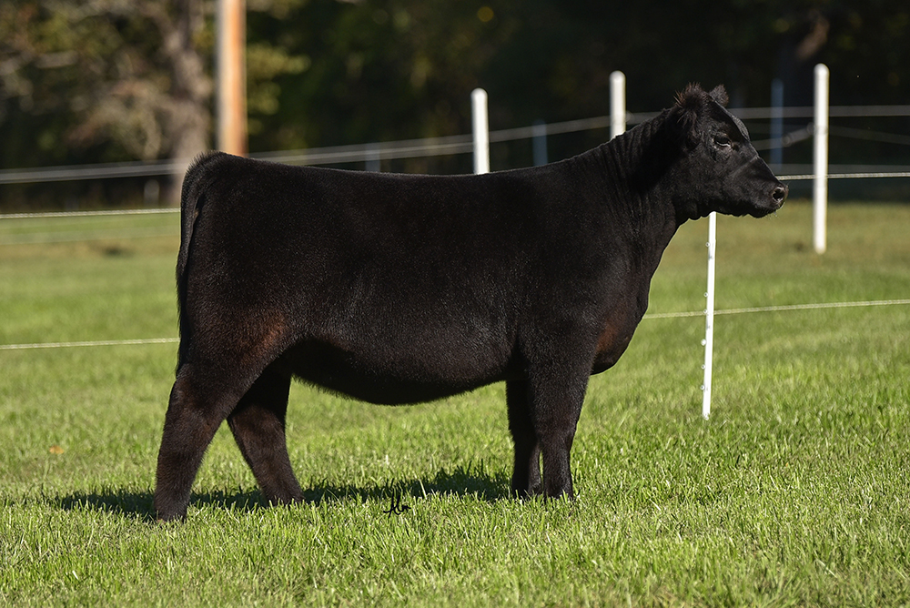 Hunter Angus | For Sale