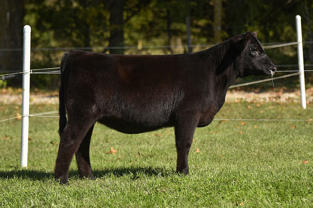 Hunter Angus | For Sale