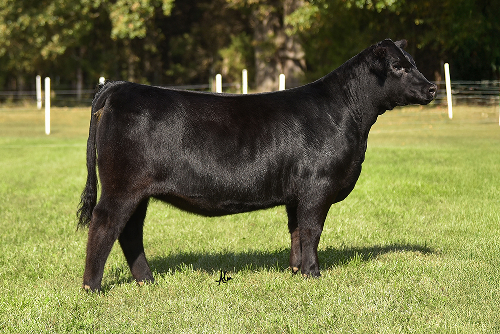 Hunter Angus | For Sale